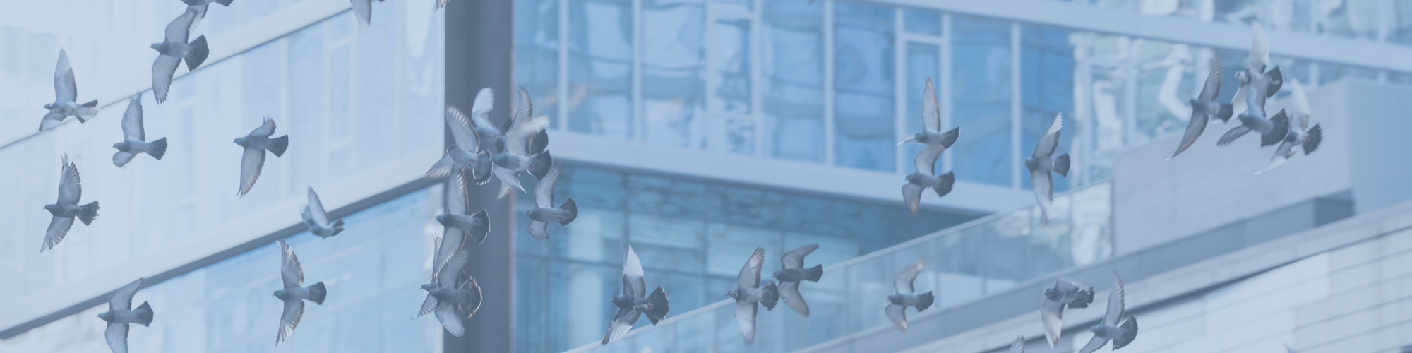 Advanced Bird Management